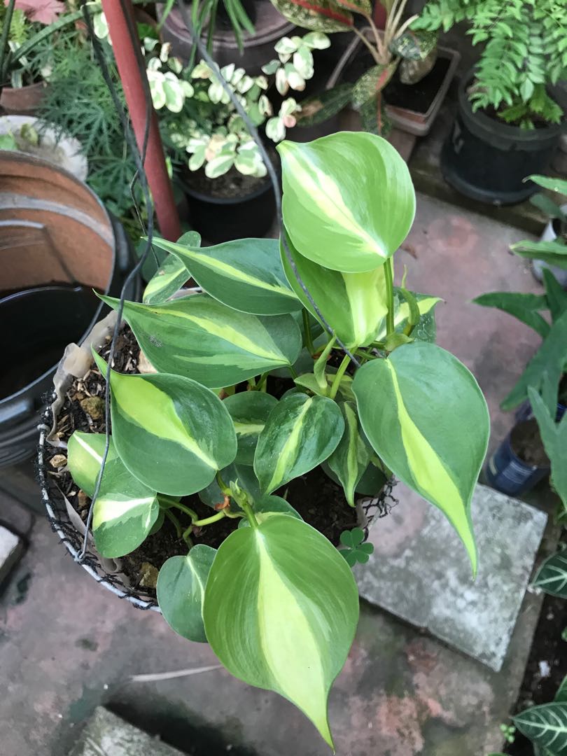 Currently out of stock!!!! Brazil brazilian Pothos Indoor Outdoor Plant ...