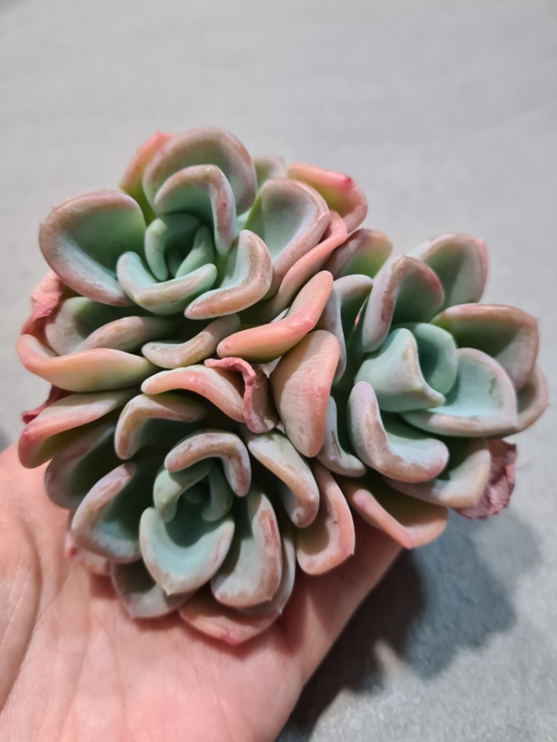 Echeveria Orpet, Furniture & Home Living, Gardening, Plants & Seeds on ...