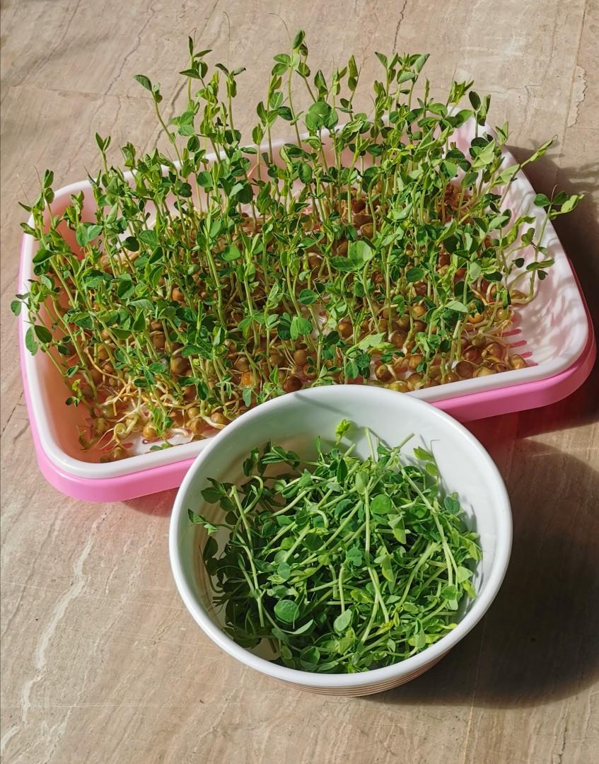Maple Pea Sprout（豆苗）seeds, Furniture & Home Living, Gardening, Plants ...