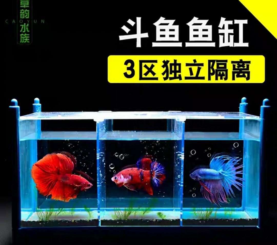 Multiple Betta Fish Tanks