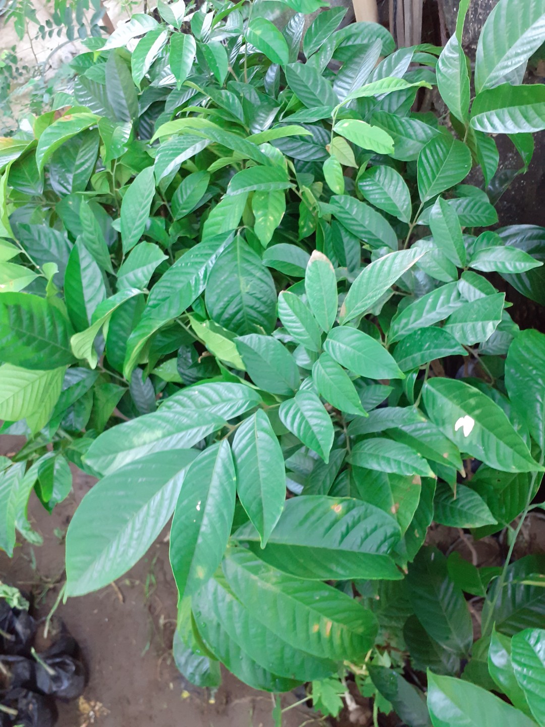 Lanzones Leaves