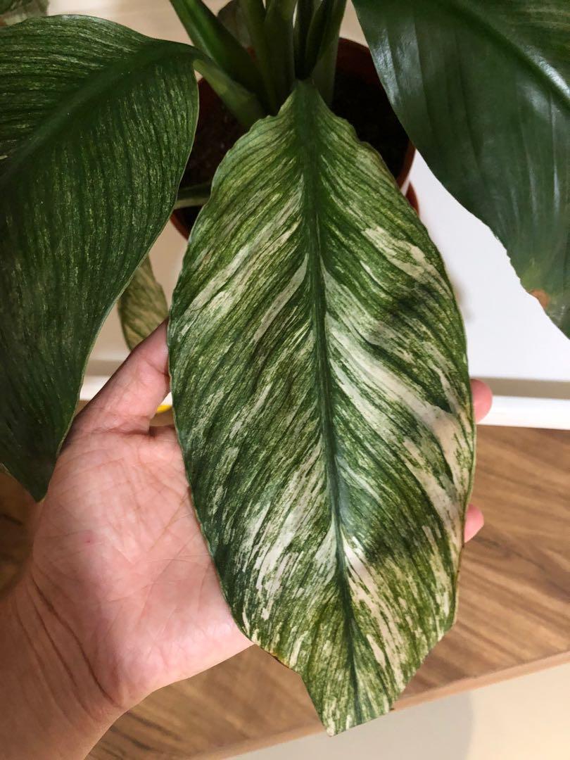 Variegated Peace Lily (Reverting), Gardening, Plants on Carousell