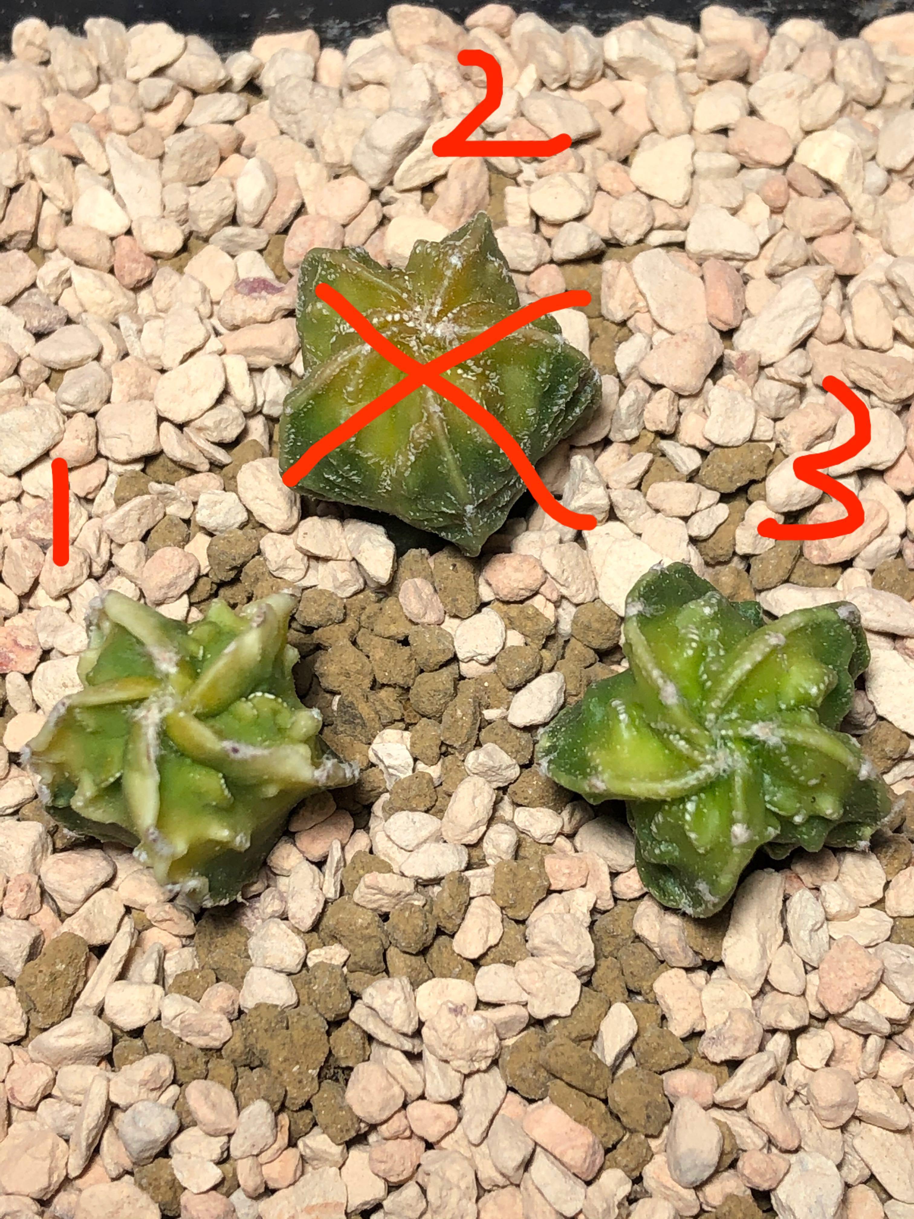 Astro myriostigma cv. fukuryu variegated, Furniture & Home Living ...