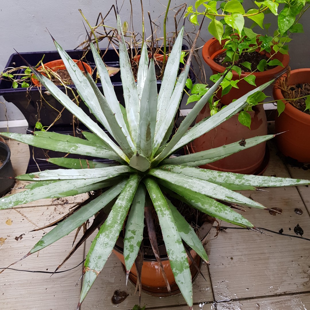 Huge rare silver Agave, Furniture & Home Living, Gardening, Plants ...