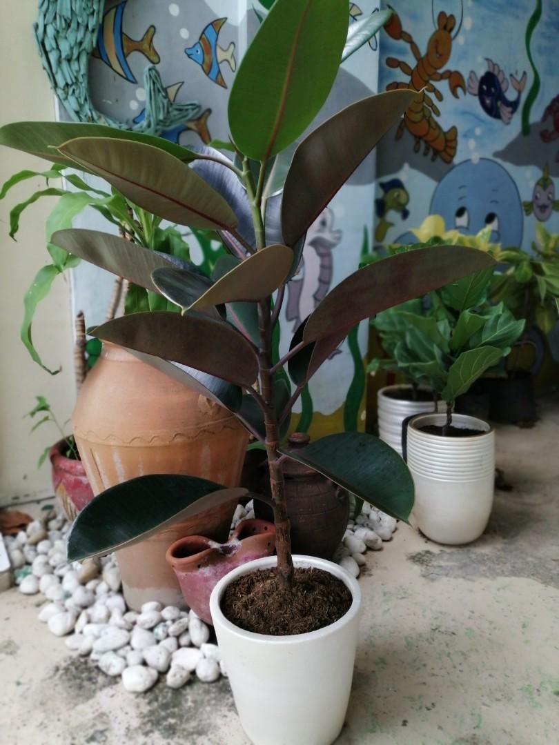 Black prince rubber tree (Ficus elastica), Furniture & Home Living ...