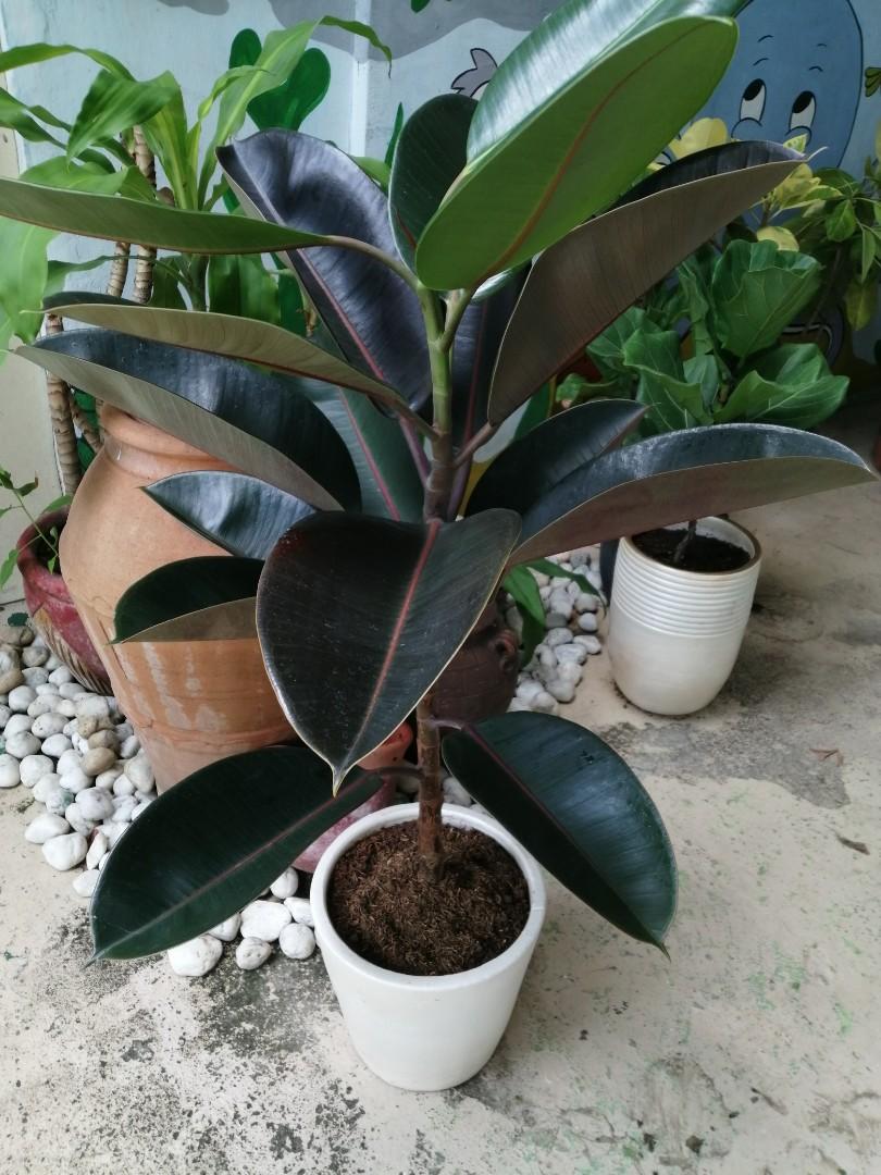 Black prince rubber tree (Ficus elastica), Furniture & Home Living ...