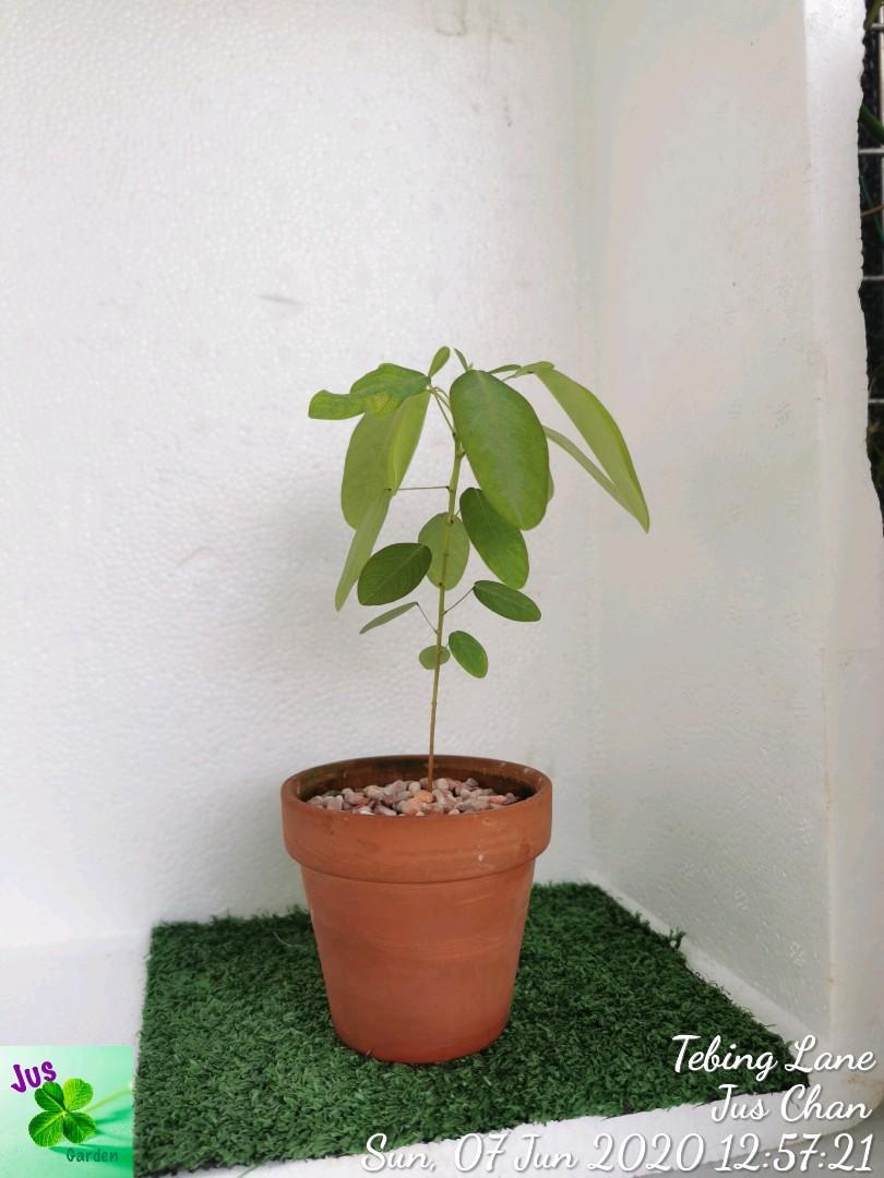 Dancing Plant/Codariocalyx motorius/ telegraph plant 跳舞草, Gardening ...