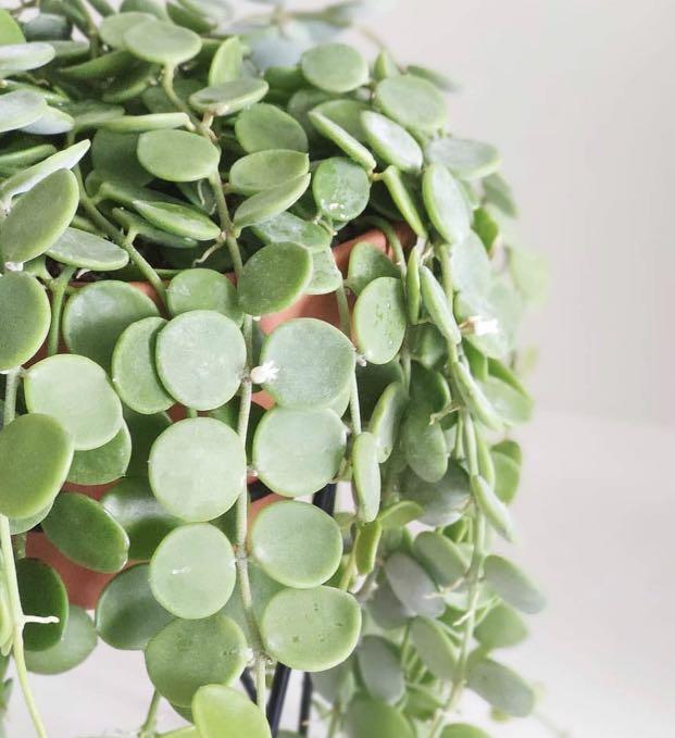 Dischidia nummularia (String of Nickels), Furniture & Home Living ...