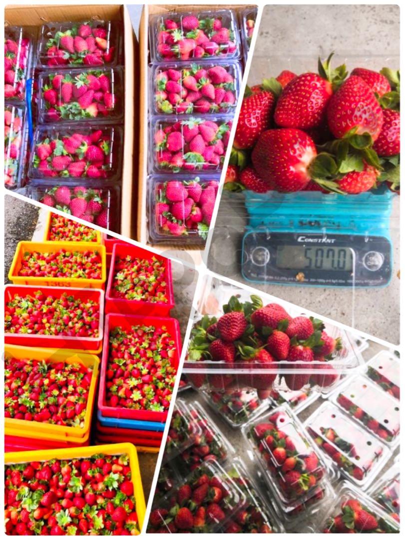 Fresh Cameron Highland Strawberry fruits for baking, Food & Drinks ...