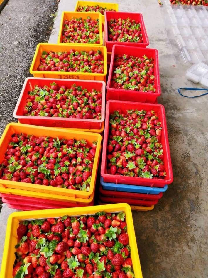 Fresh Cameron Highland Strawberry fruits for baking, Food & Drinks ...