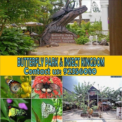 BUTTERFLY PARK AND INSECT KINGDOM, Tickets & Vouchers, Local ...