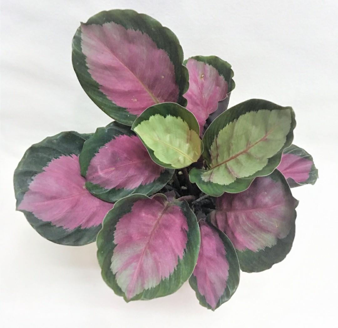 Calathea Picturata (Crimson), Furniture & Home Living, Gardening ...