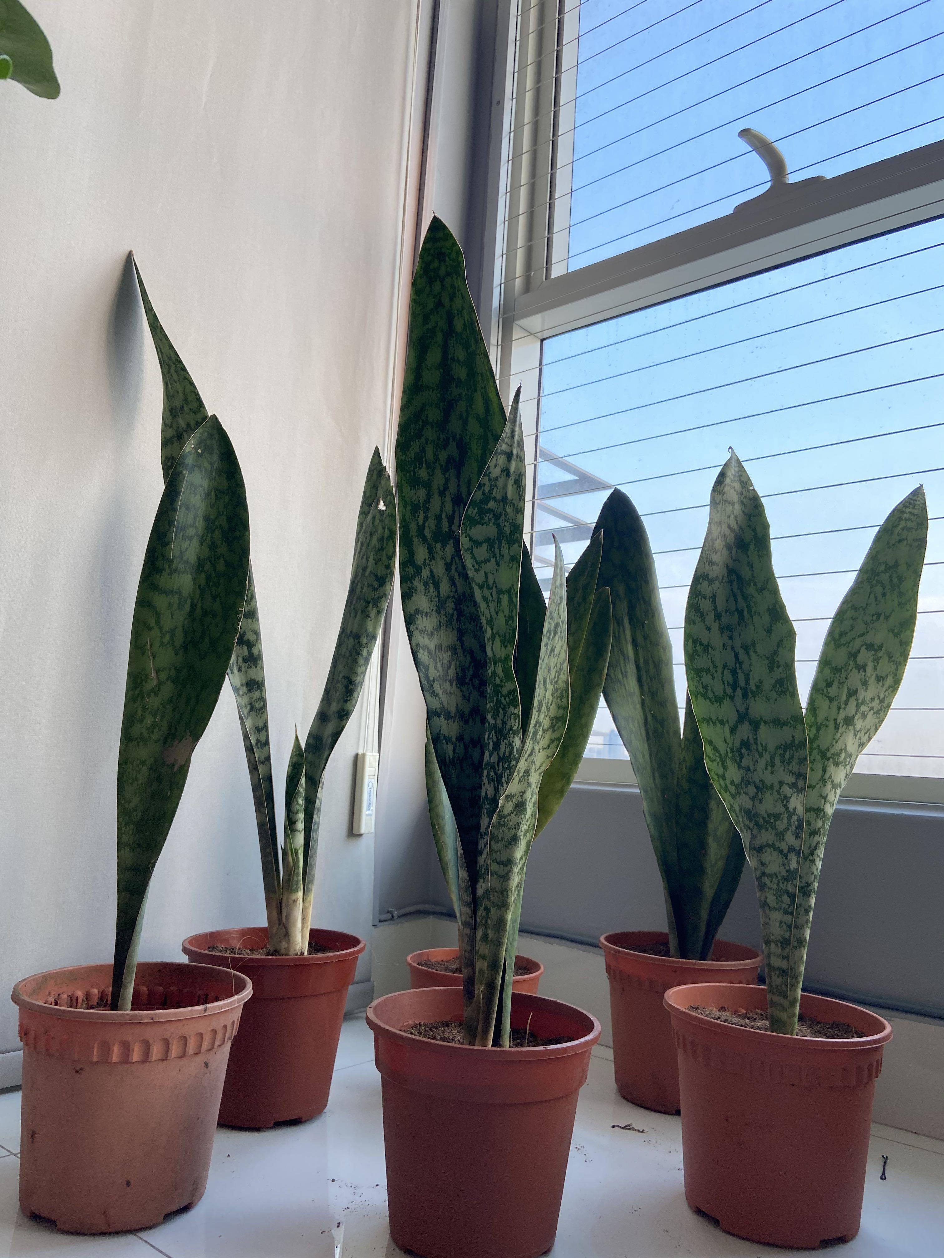 Dracaena masoniana // Sansevieria masoniana // Whale fin dracaena ...