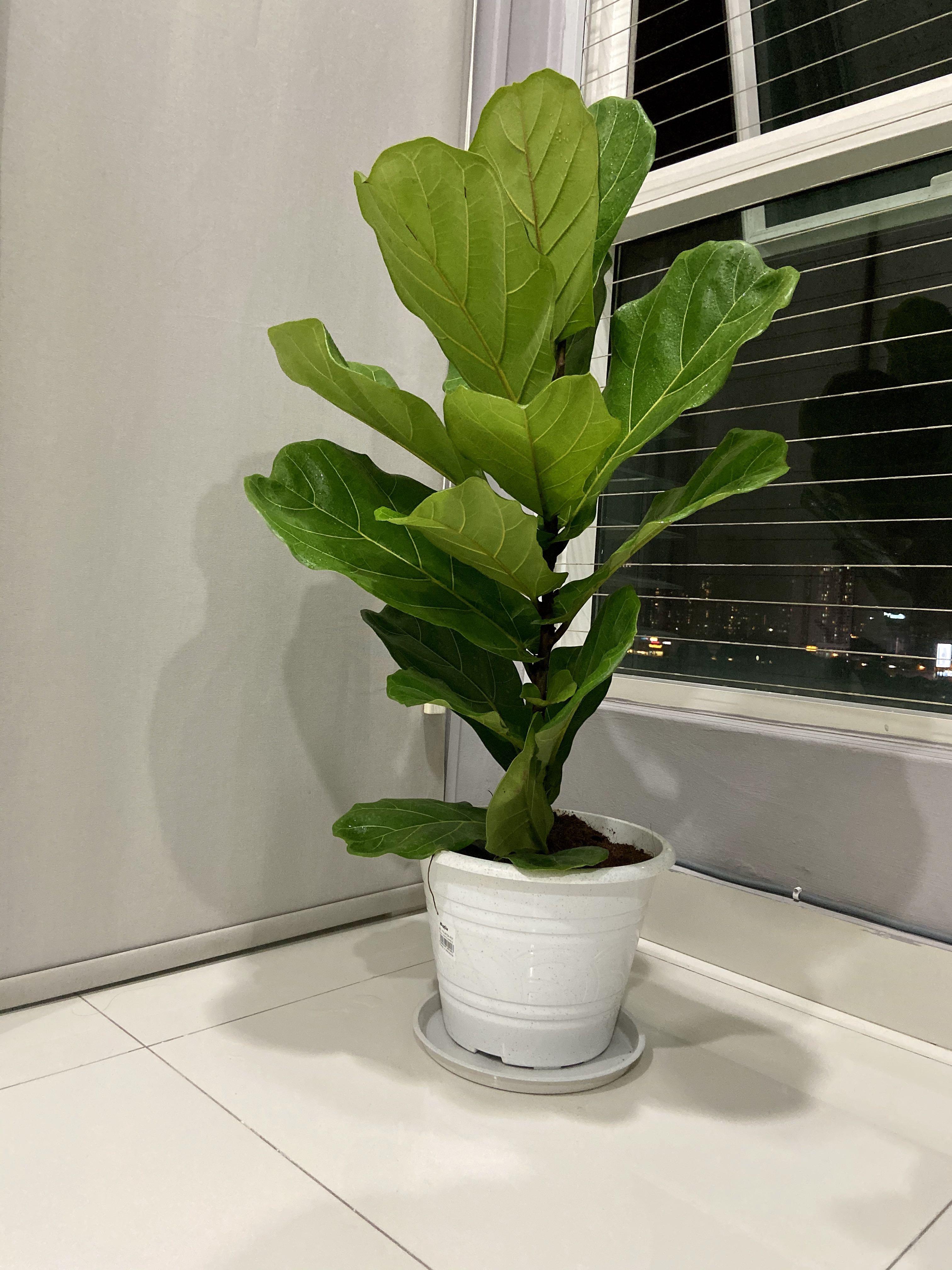 Fiddle Leaf Fig // Ficus Lyrata REAL PLANT INDOOR PLANT / POKOK HIDUP ...
