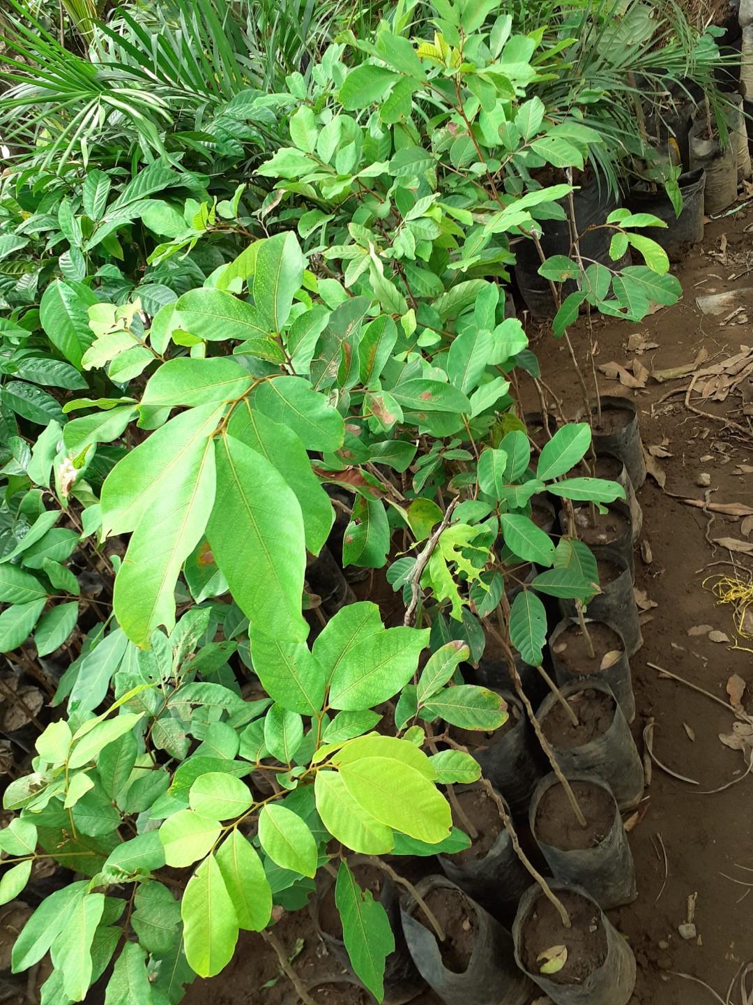 Grafted Rambutan(RR and R5), Furniture & Home Living, Gardening, Plants ...