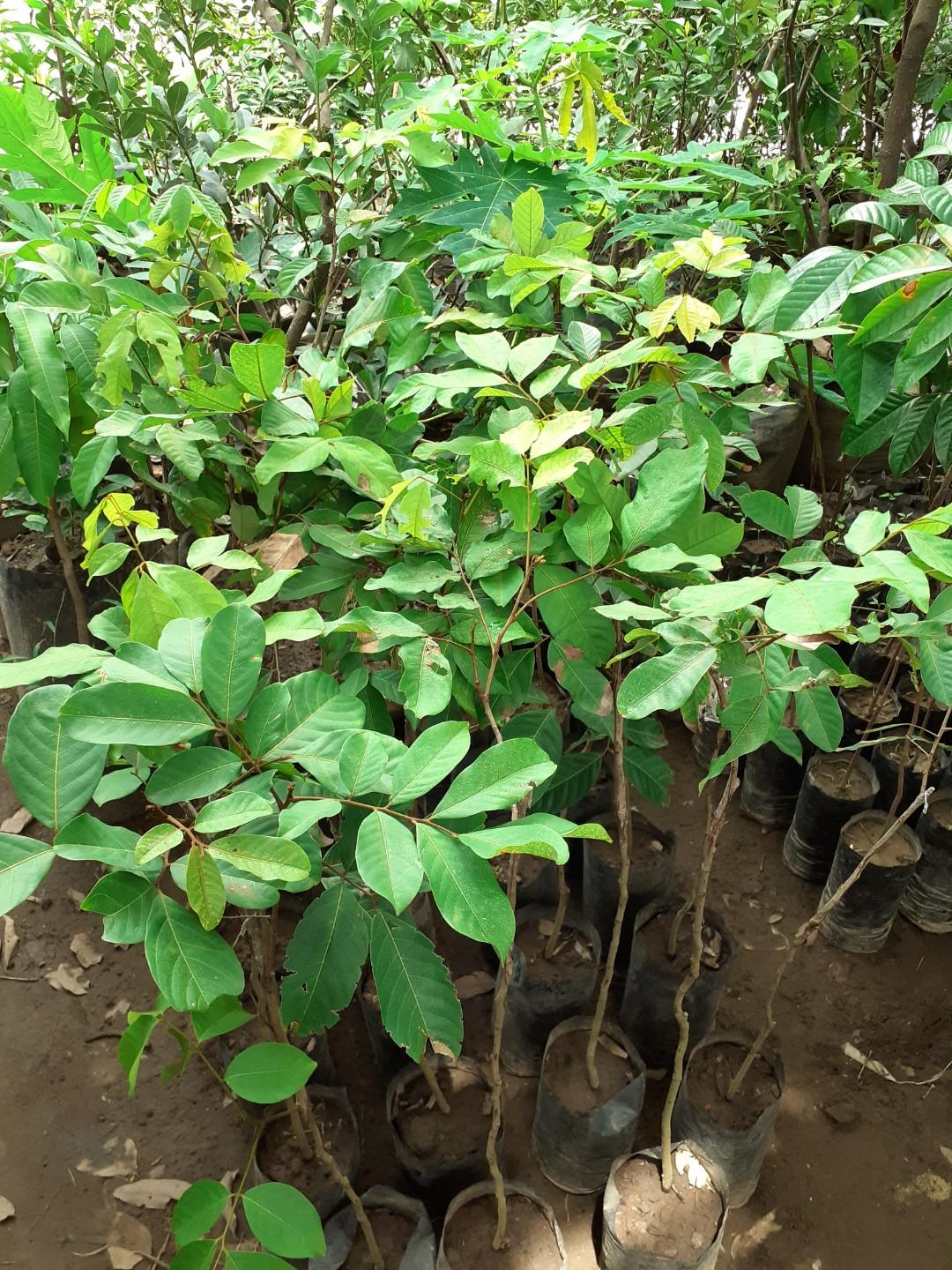 Grafted Rambutan(RR and R5), Furniture & Home Living, Gardening, Plants ...