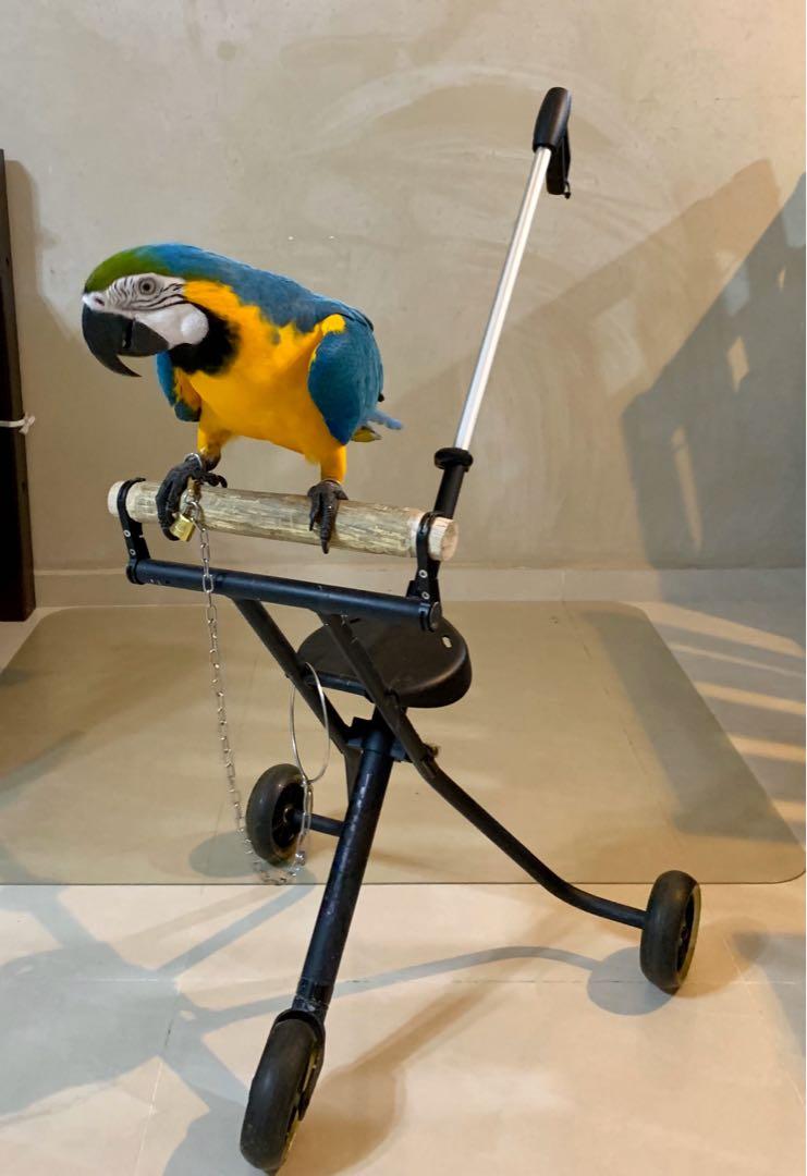 Parrot stroller/Trolley Stand *(bird not included), Pet Supplies, Homes ...
