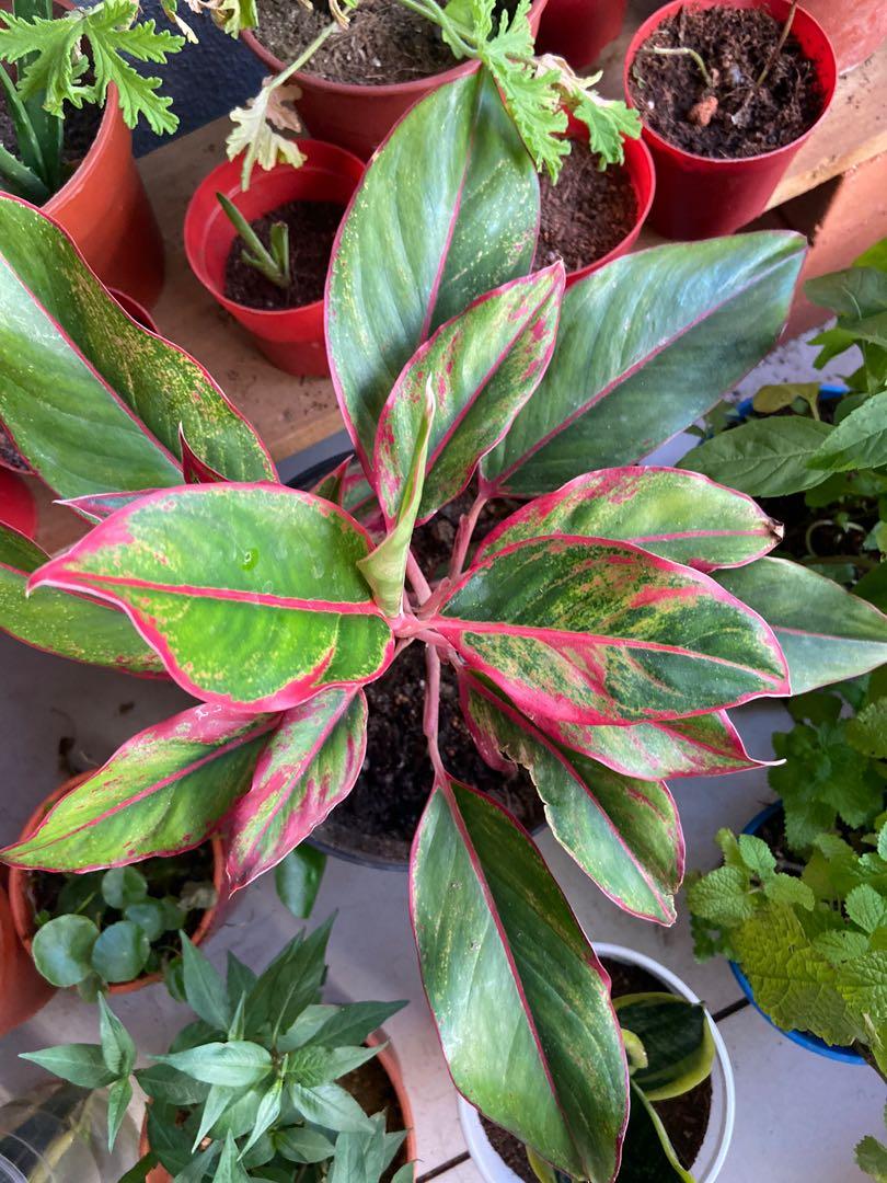 Red Aurora// Red lipstick Aglaonema // Aglaonema commutatum // Chinese ...