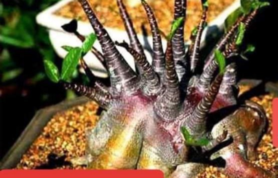 SUPER RARE Blackhawk Thai Adenium Seeds, Gardening, Plants on Carousell