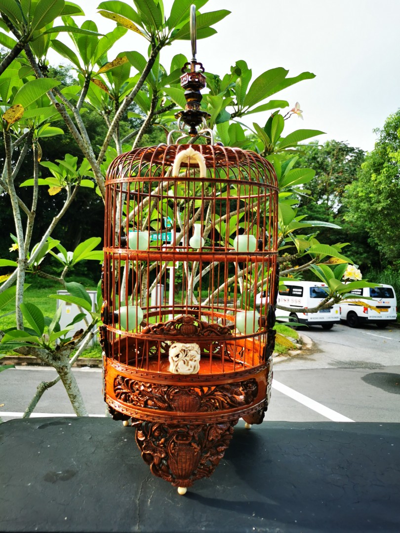 Mata Puteh Bird Cage 8.6" FPC ( Real turtle shell accessories expect ...