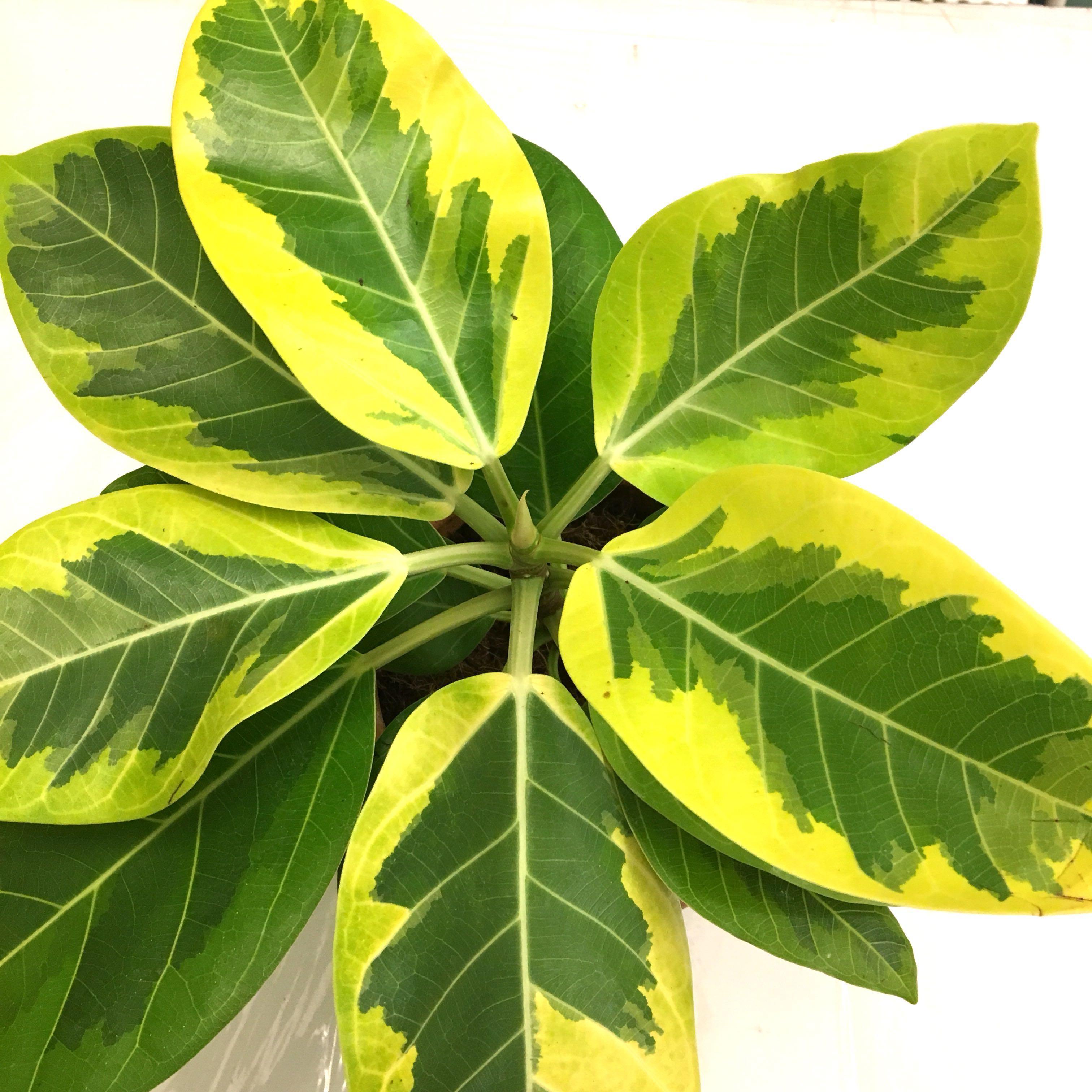 Plant - Ficus Benghalensis Variegated Banyan Fig, Gardening, Plants on ...