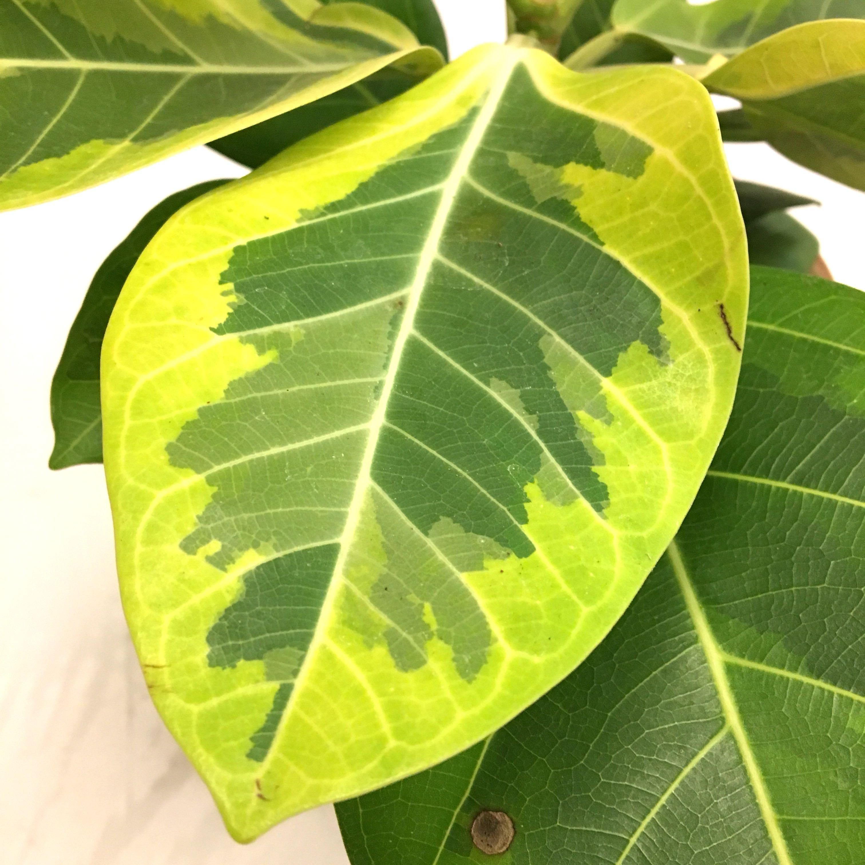 Plant - Ficus Benghalensis Variegated Banyan Fig, Gardening, Plants on ...