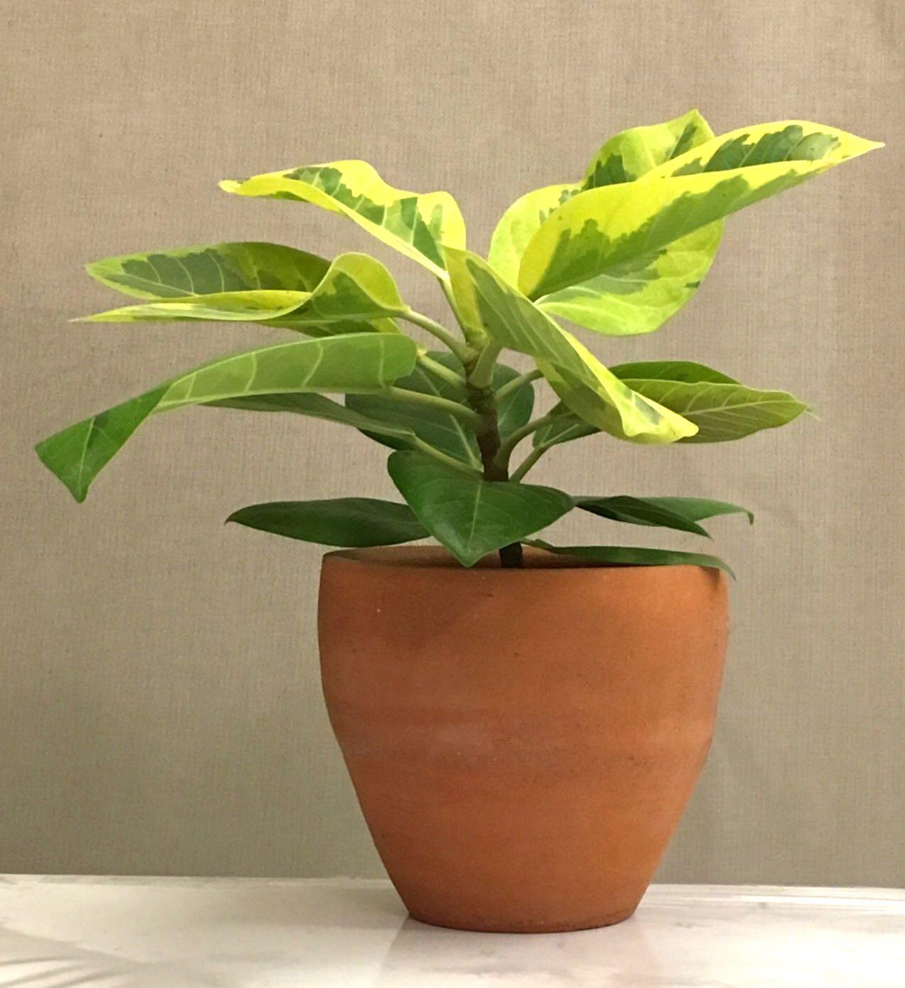 Plant - Ficus Benghalensis Variegated Banyan Fig, Gardening, Plants on ...