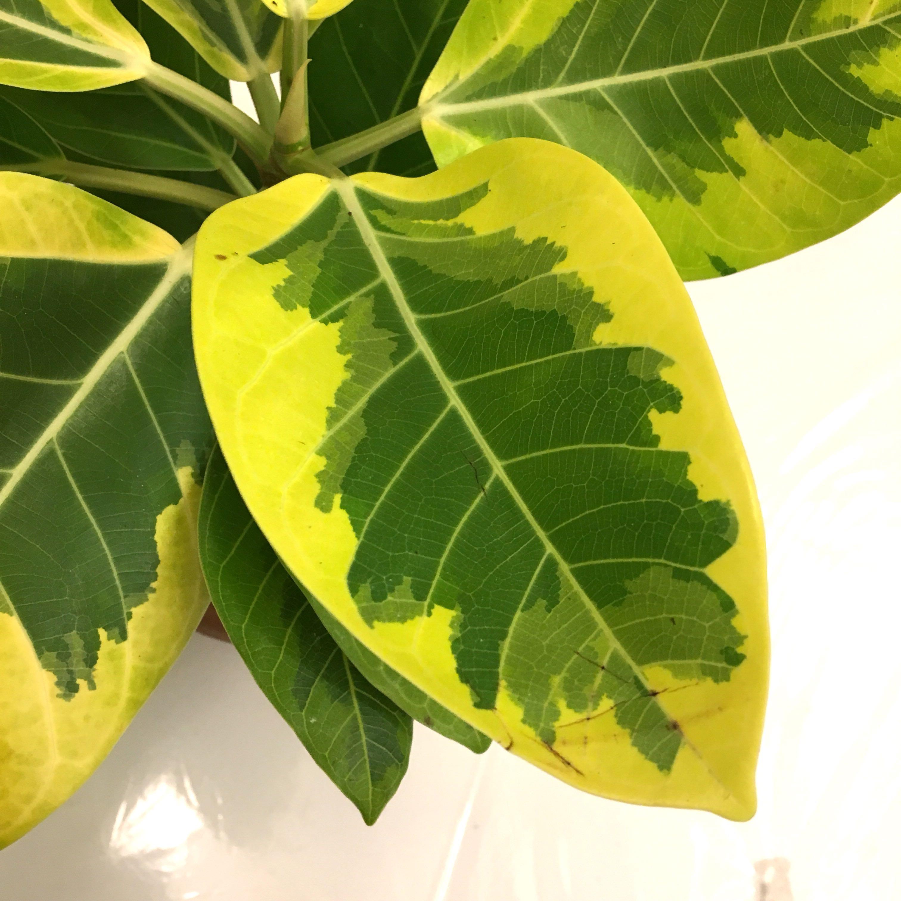 Plant - Ficus Benghalensis Variegated Banyan Fig, Gardening, Plants on ...