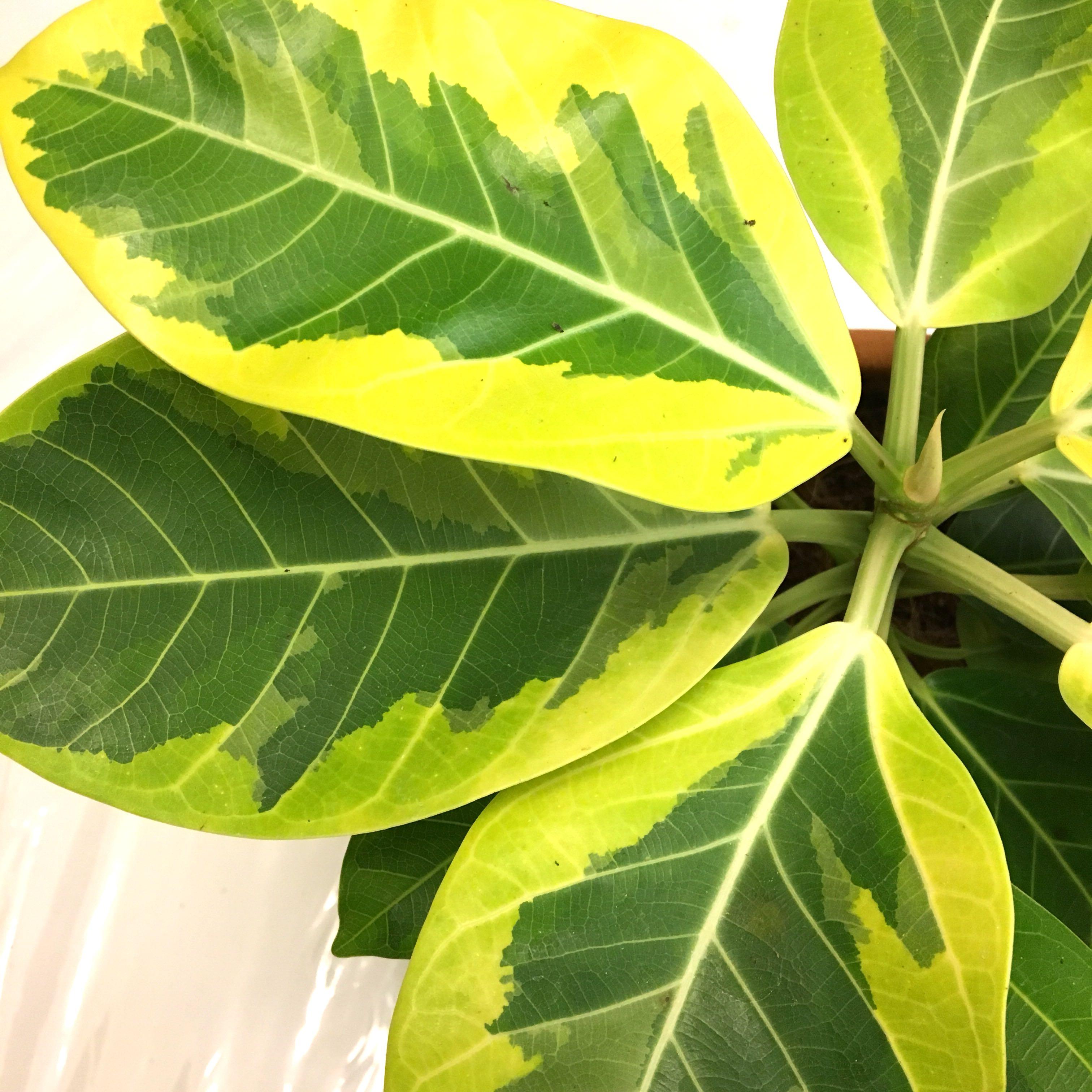 Plant - Ficus Benghalensis Variegated Banyan Fig, Gardening, Plants on ...