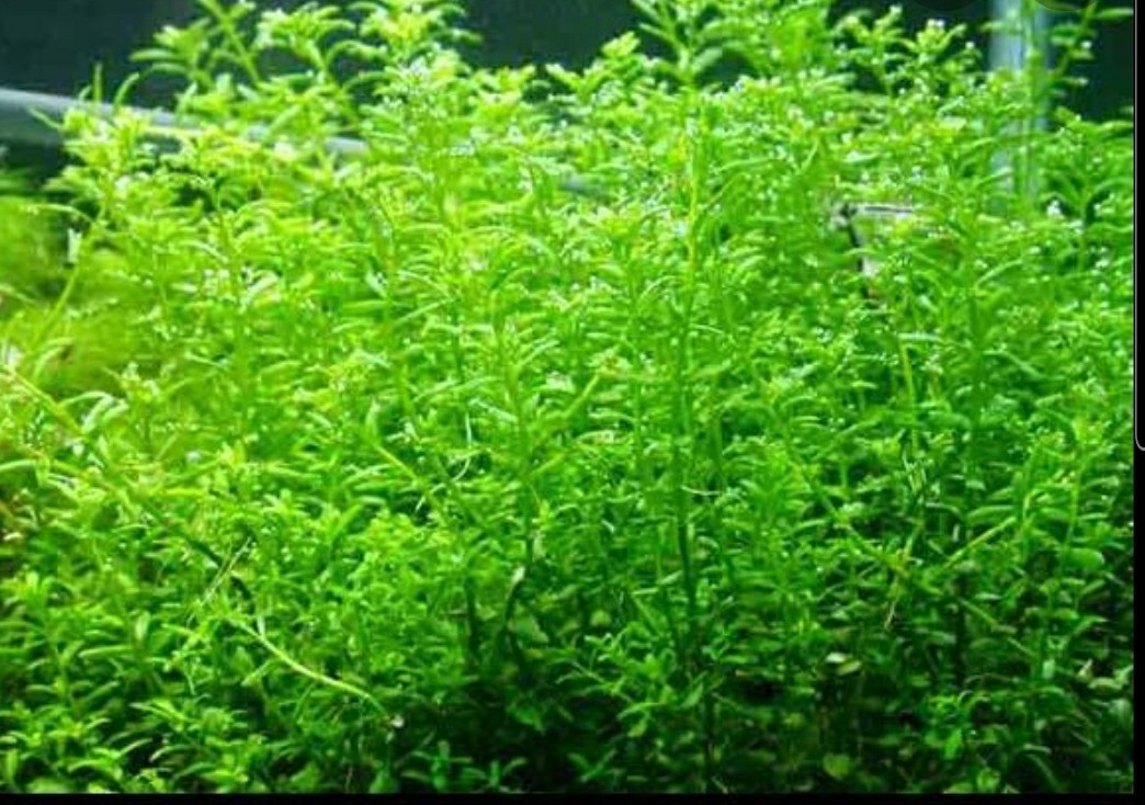 Rotala Green