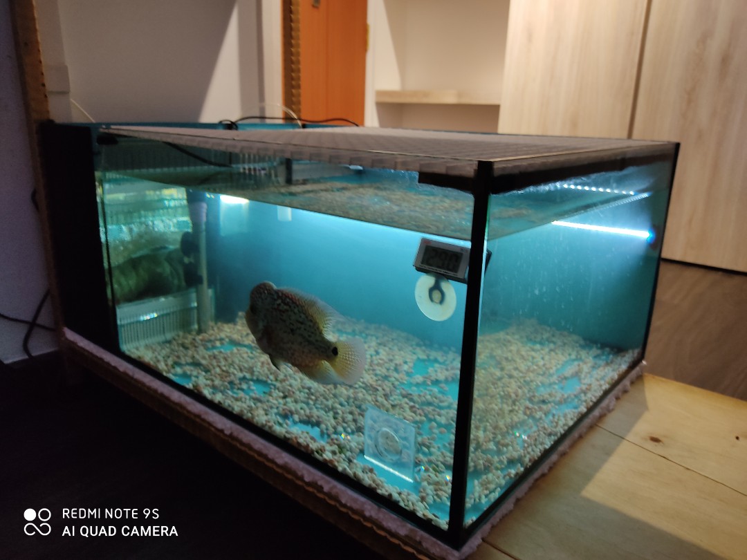 Customised Ios Tank Full set, Pet Supplies, Homes & Other Pet ...