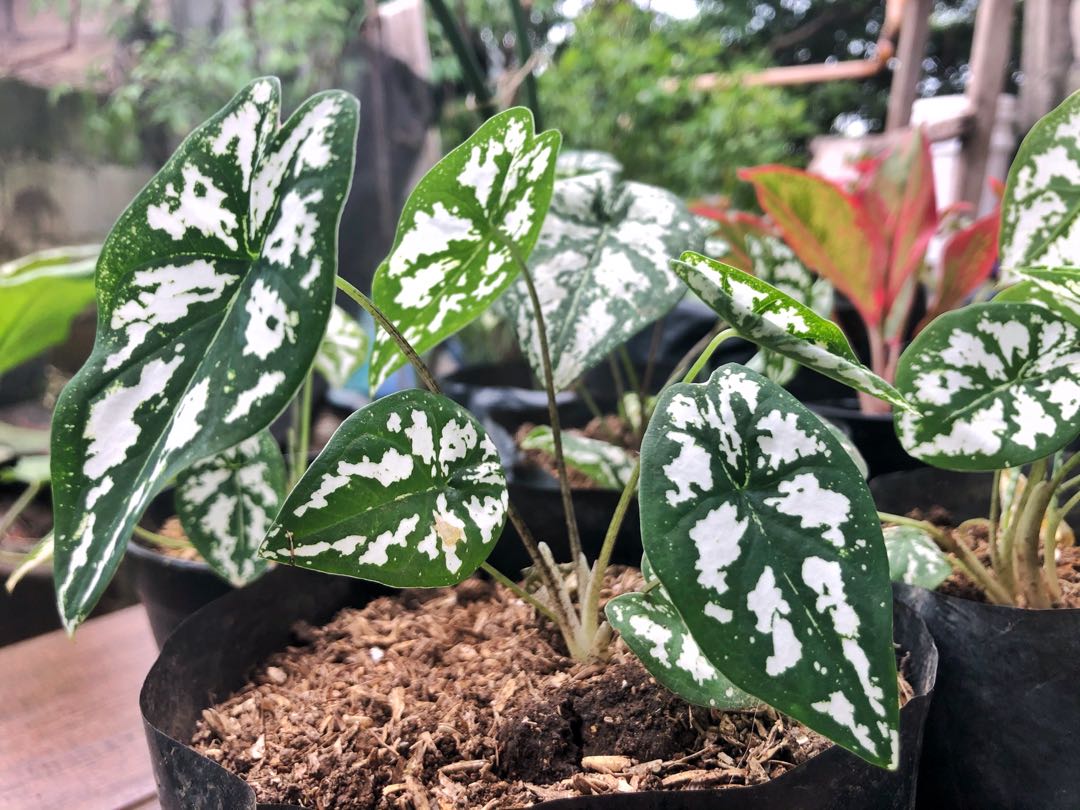 Mini caladium snow white, Furniture & Home Living, Gardening, Plants ...