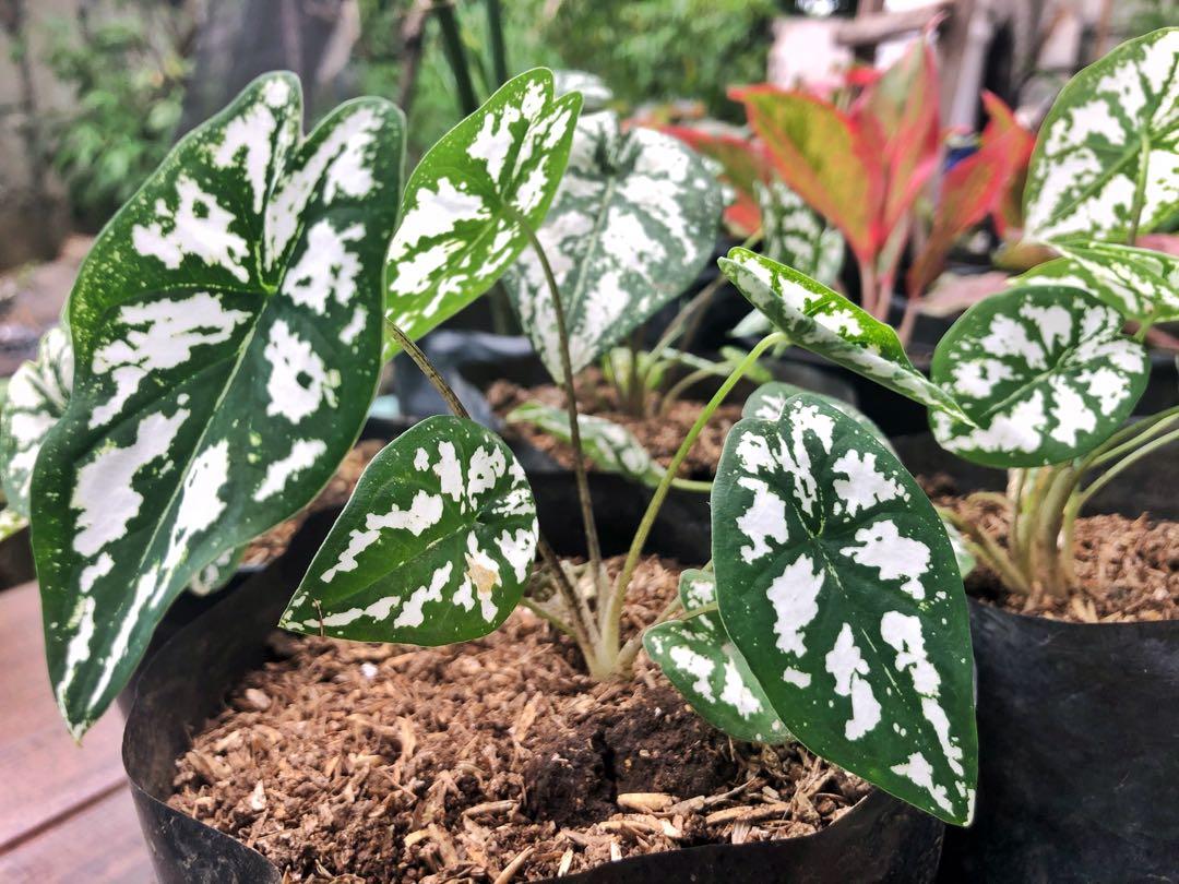 Mini caladium snow white, Furniture & Home Living, Gardening, Plants ...