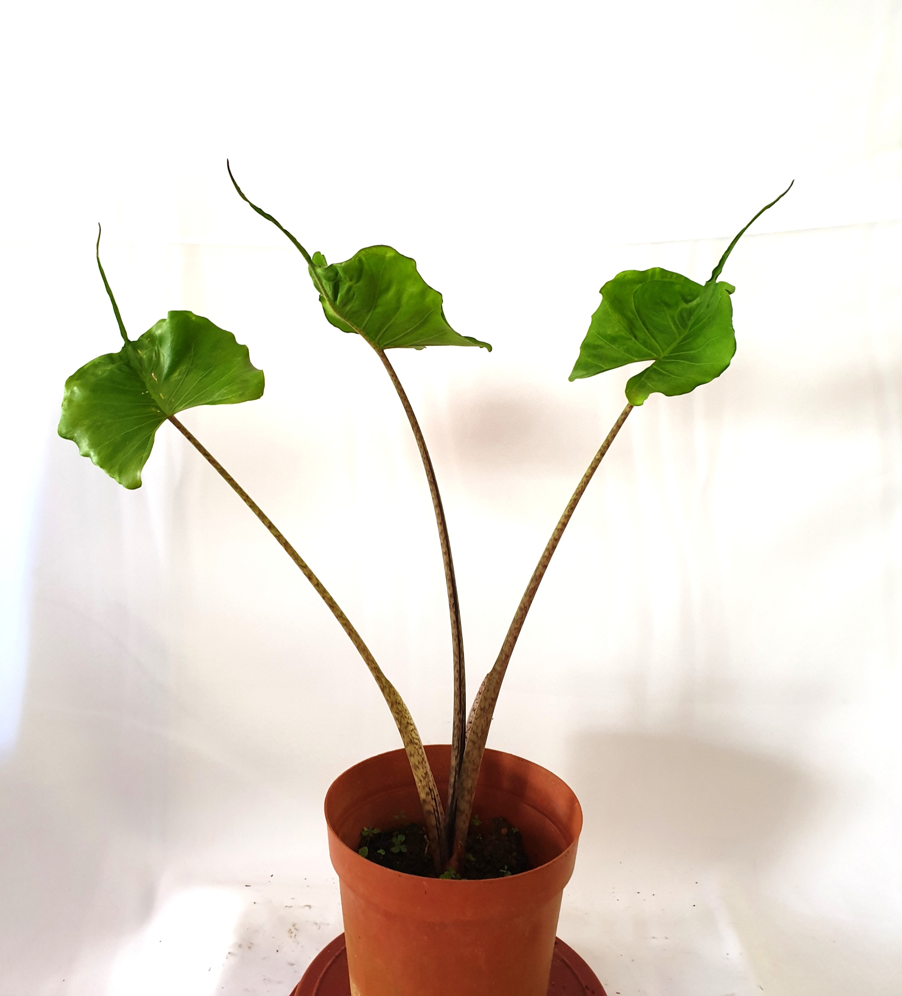 Alocasia Stingray, Furniture & Home Living, Gardening, Plants & Seeds ...