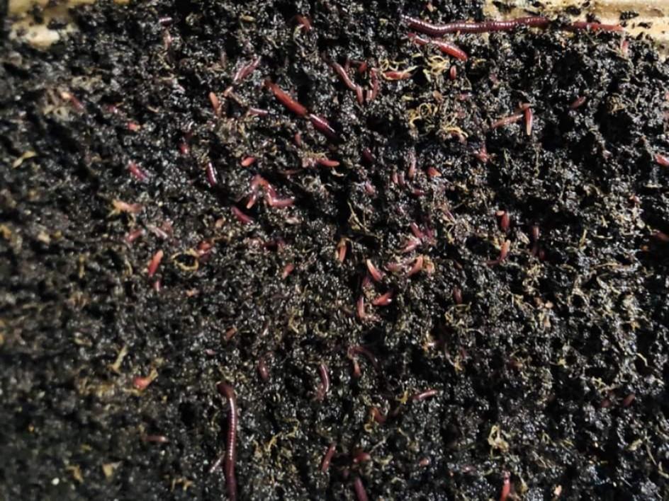 Composting Worm (Malaysian Blue), Furniture & Home Living, Gardening ...