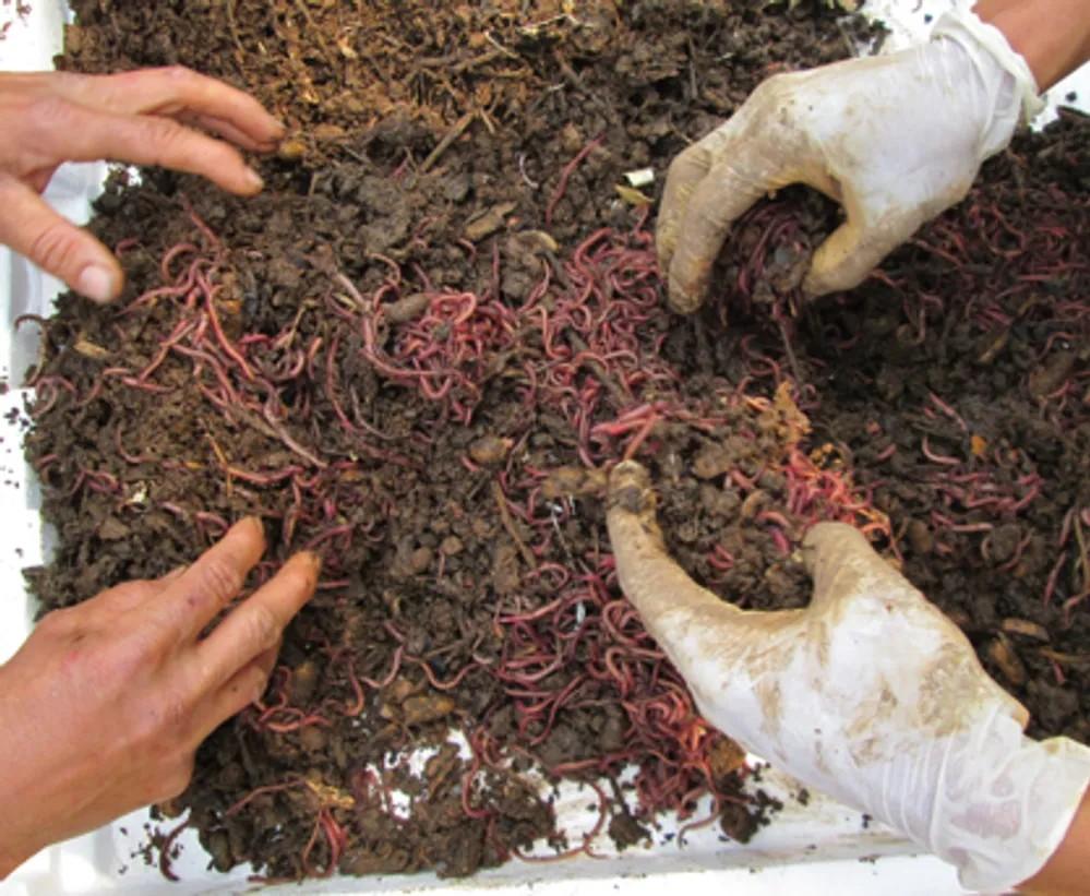 Composting Worm (Malaysian Blue), Furniture & Home Living, Gardening ...
