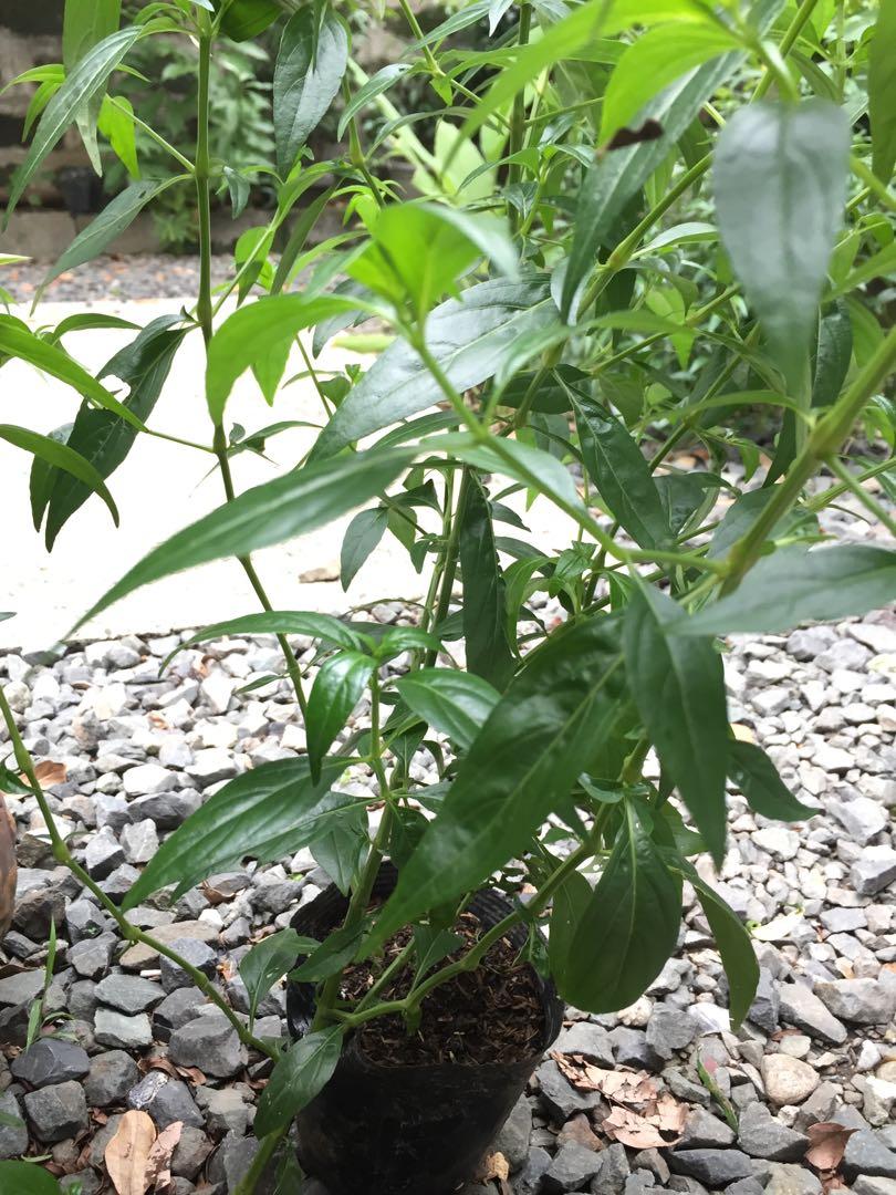 Organic Serpentina plant (Herbal medicine), Furniture & Home Living ...