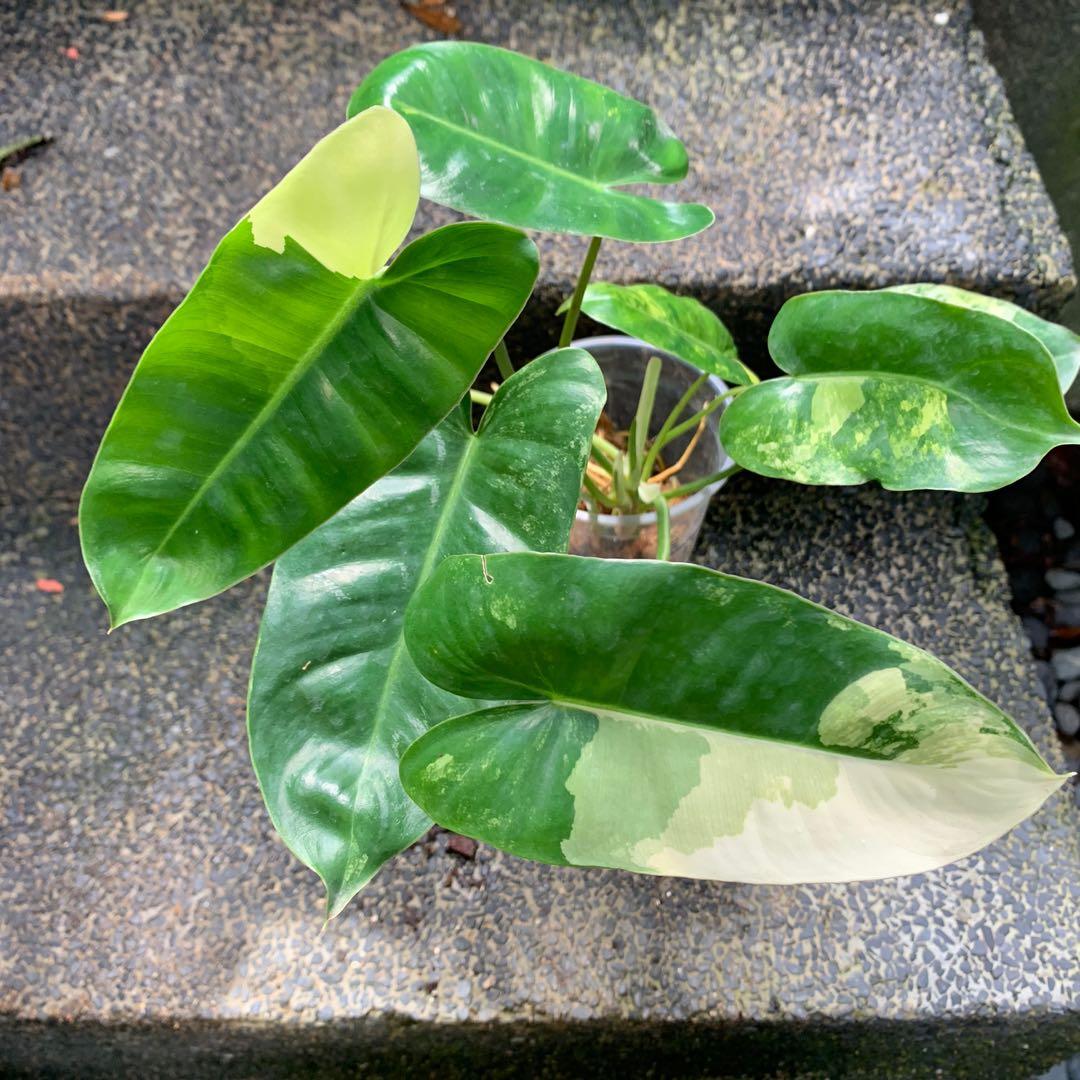 Philodendron Burle Marxii Variegata, Furniture & Home Living, Gardening ...