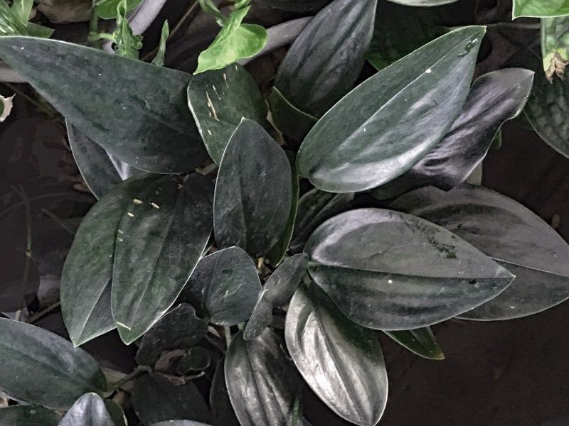 scindapsus dark form, Furniture & Home Living, Gardening, Plants ...