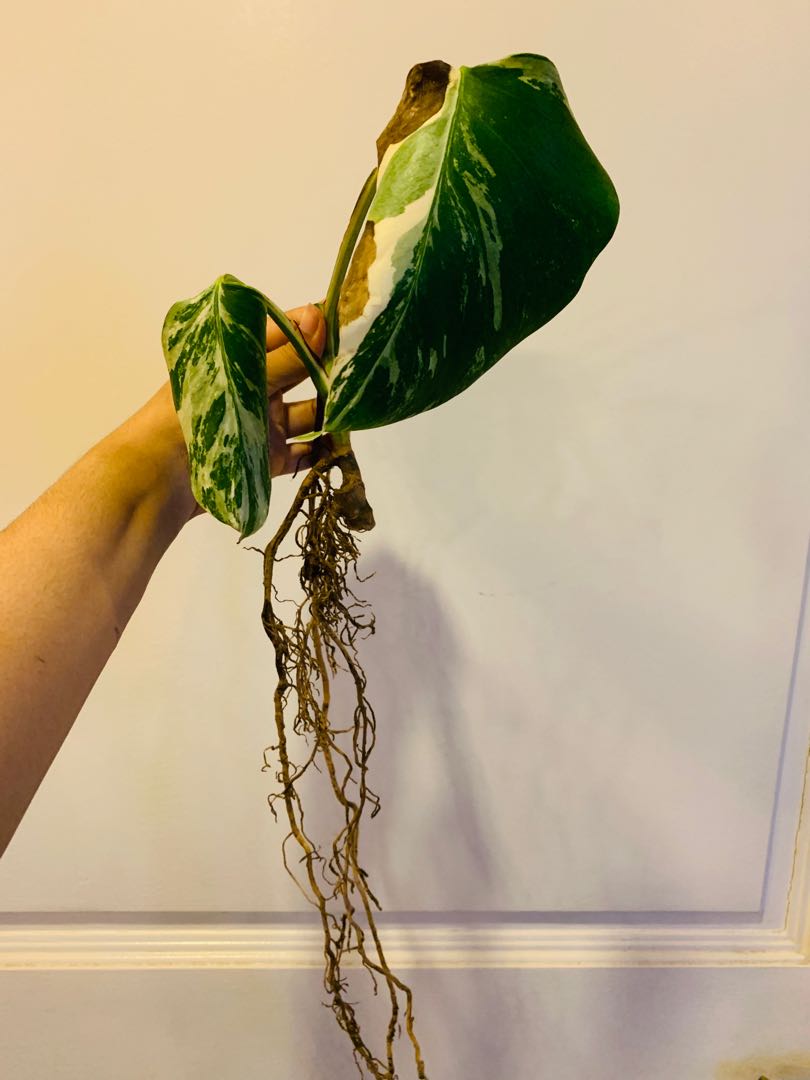Variegated Monstera Albo Borsigiana Cutting, Gardening, Plants on Carousell
