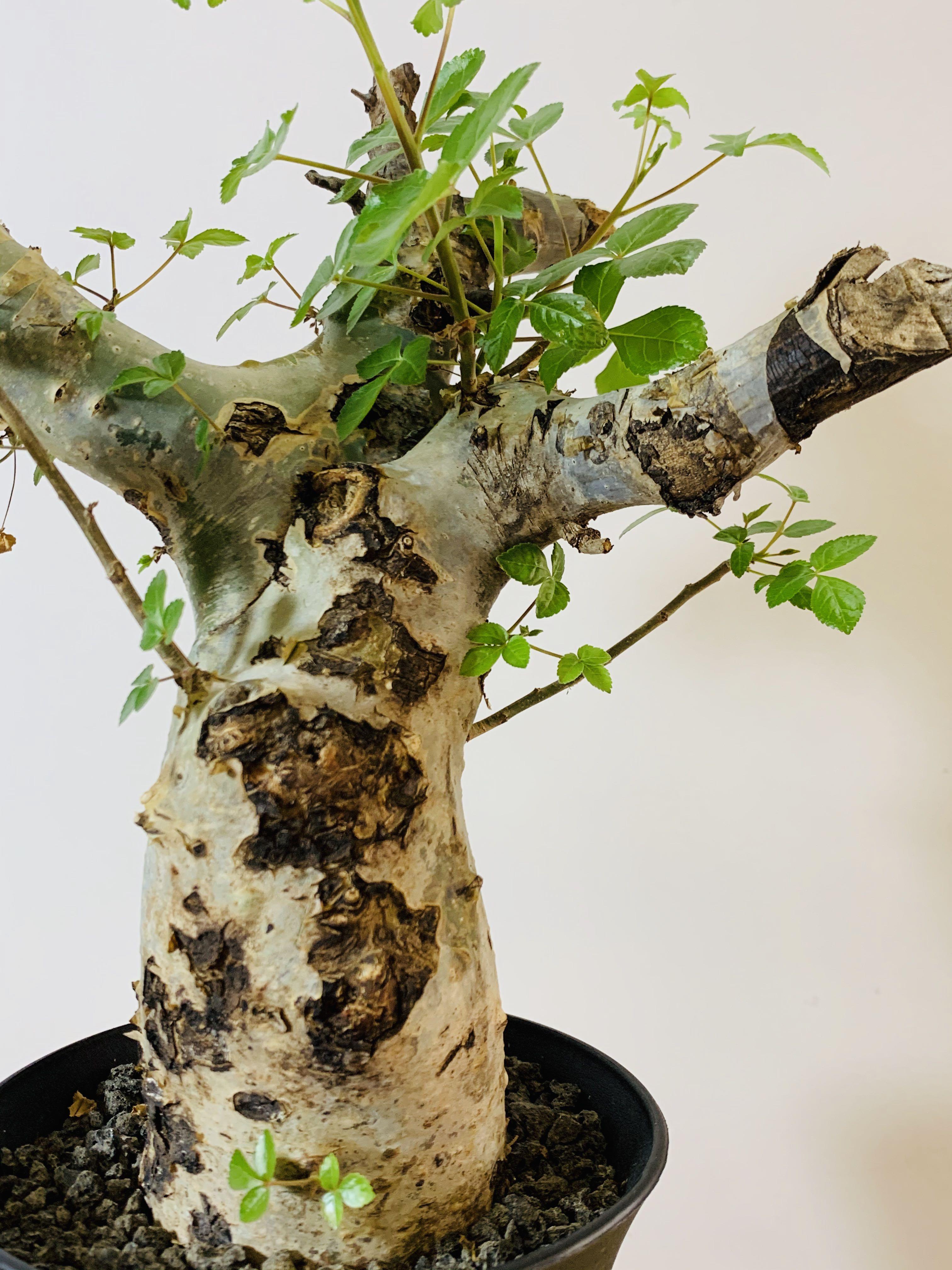 commiphora eminii, Furniture & Home Living, Gardening, Plants & Seeds ...