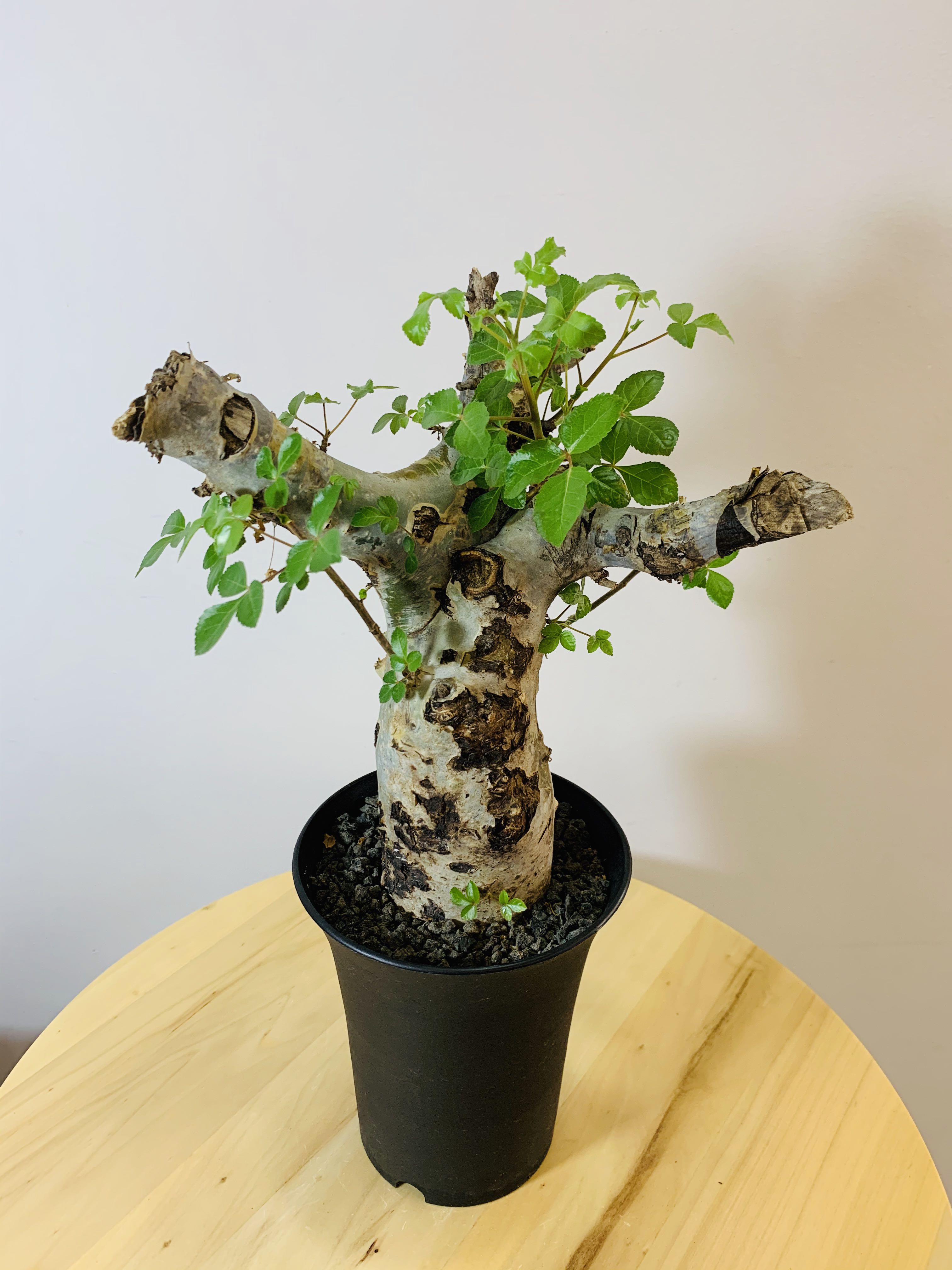 commiphora eminii, Furniture & Home Living, Gardening, Plants & Seeds ...