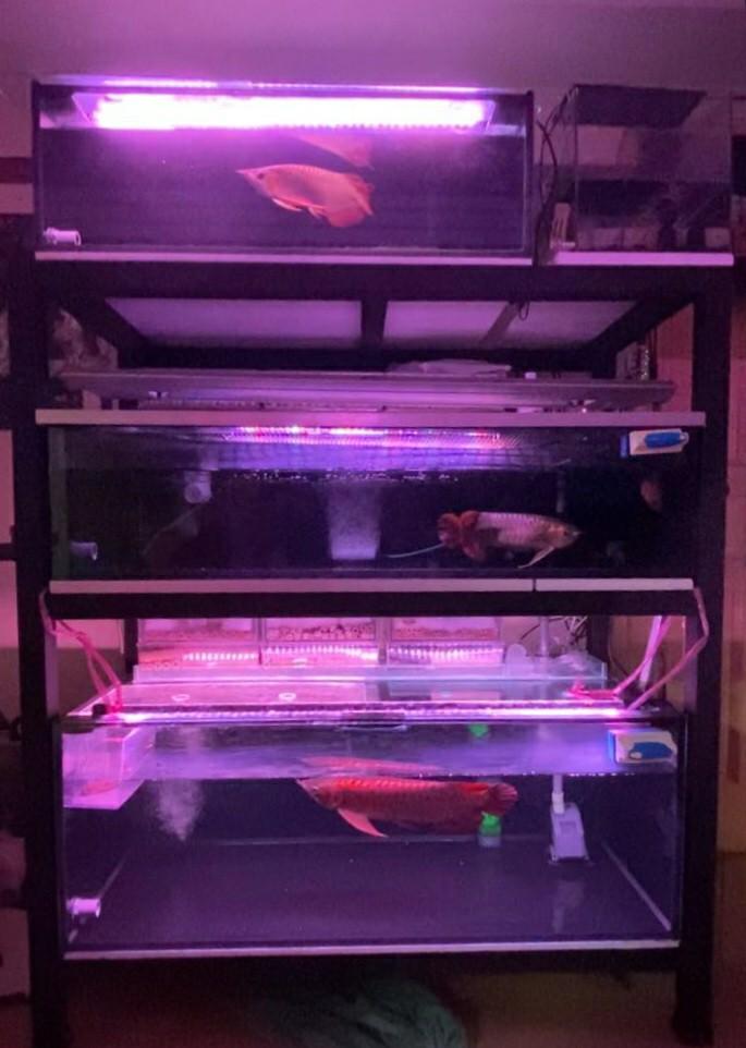 3 tier fish tank set, Pet Supplies, Homes & Other Pet Accessories on ...