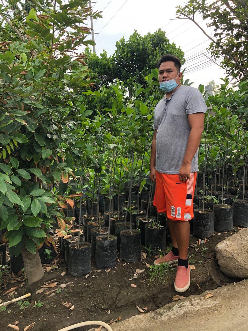 Eviarc Sweet Jackfruit for sale, Furniture & Home Living, Gardening ...