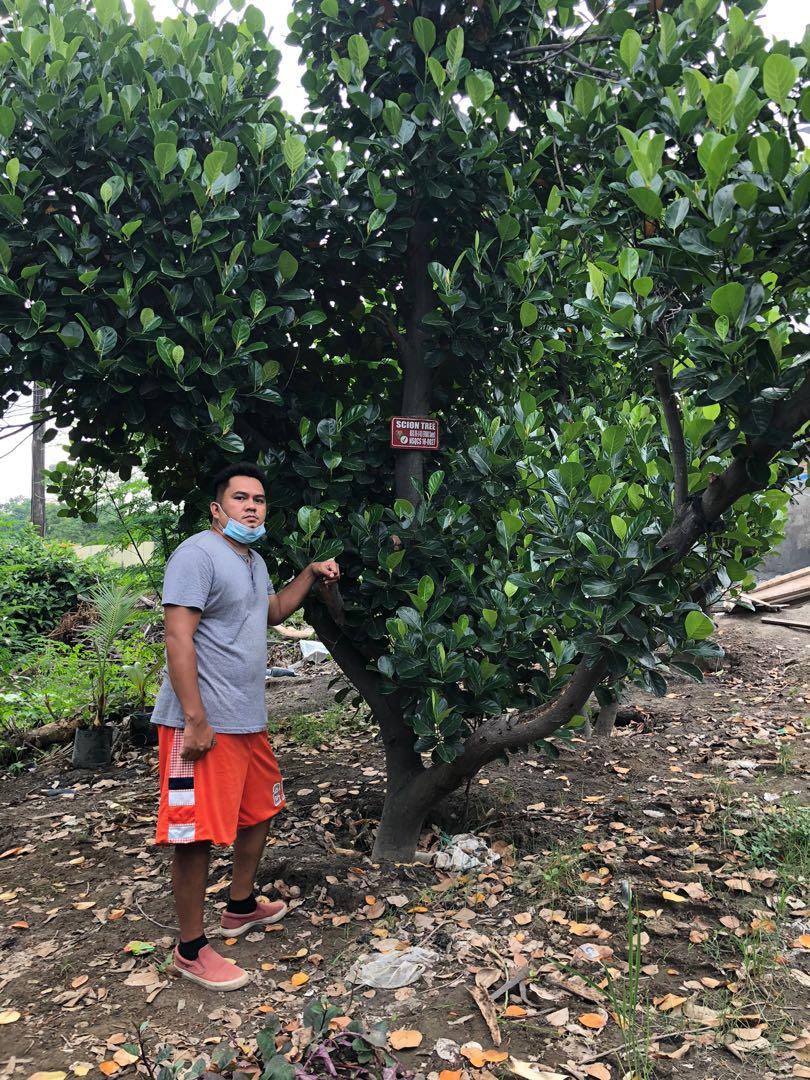 Eviarc Sweet Jackfruit for sale, Furniture & Home Living, Gardening ...