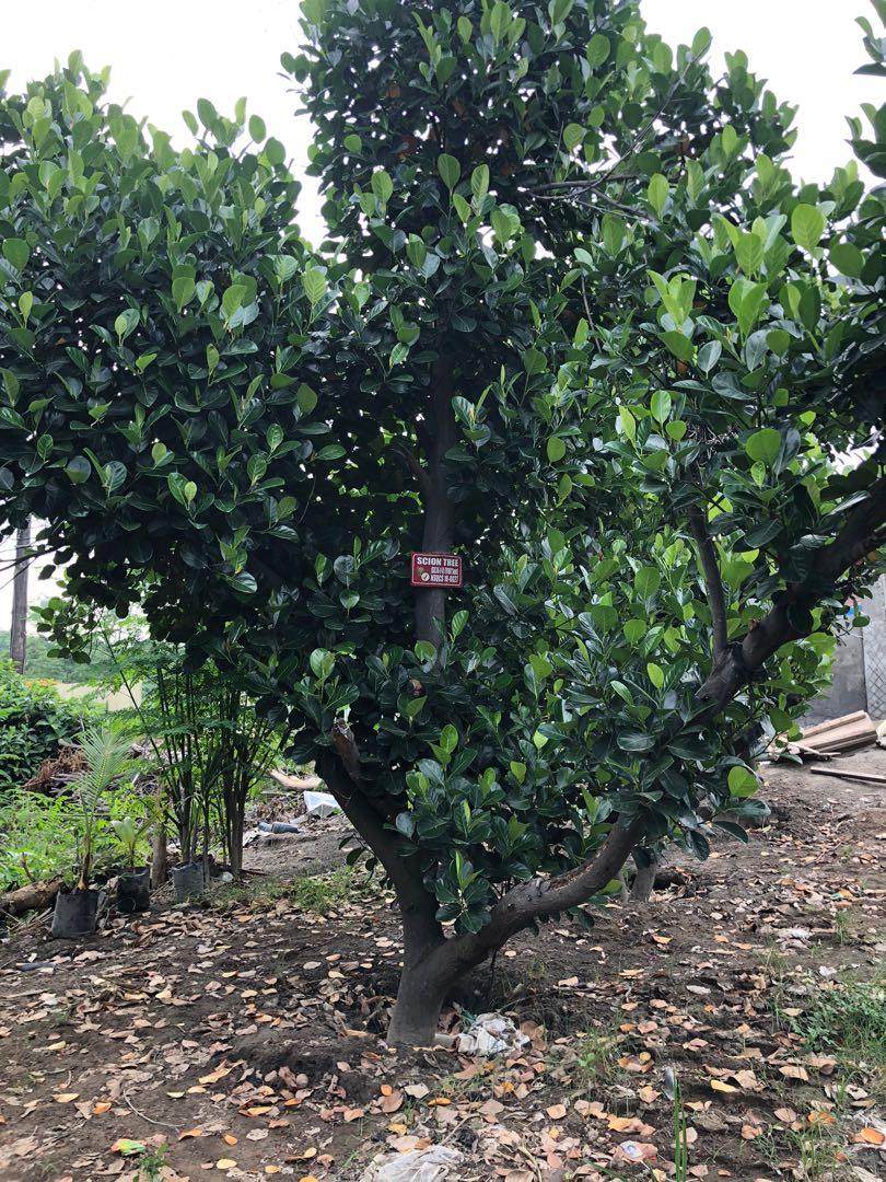 Eviarc Sweet Jackfruit for sale, Furniture & Home Living, Gardening ...