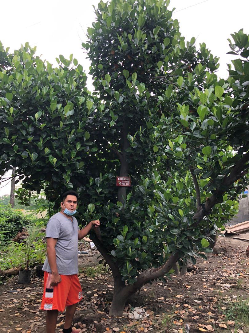 Eviarc Sweet Jackfruit for sale, Furniture & Home Living, Gardening ...