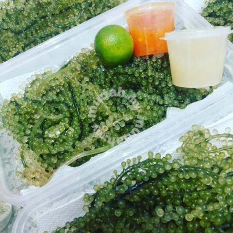 Instock #2 Batch Latok, Food & Drinks, Local Eats on Carousell