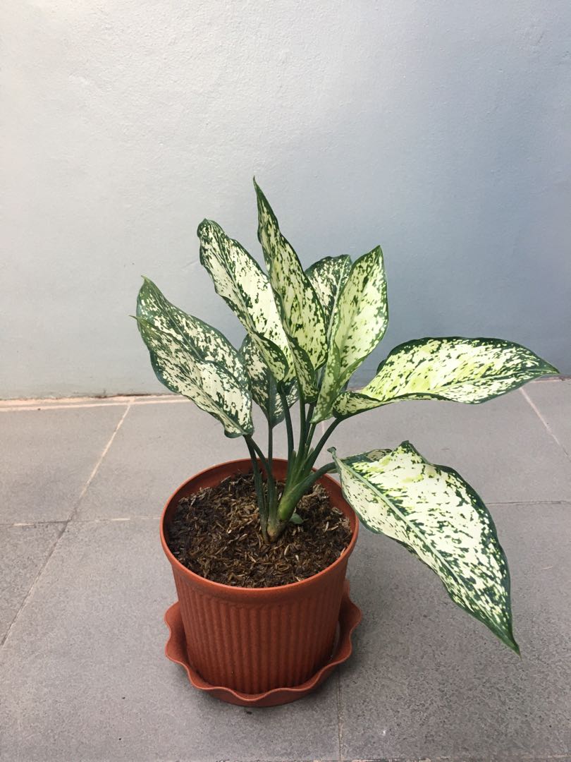 Plant in Pot: Lady Marian Indoor Outdoor, Furniture & Home Living ...