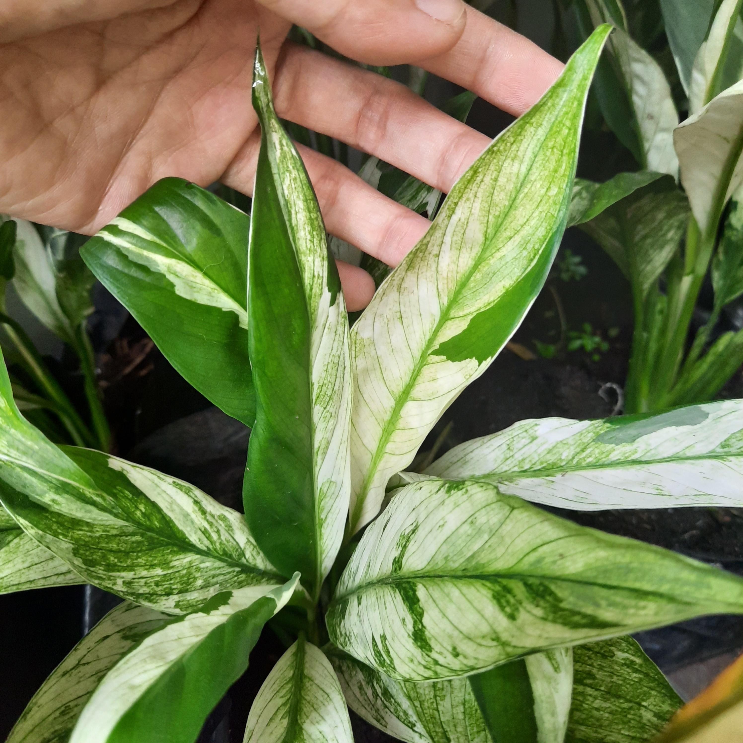 Potted Variegated Peace Lily Plant, Furniture & Home Living, Gardening ...